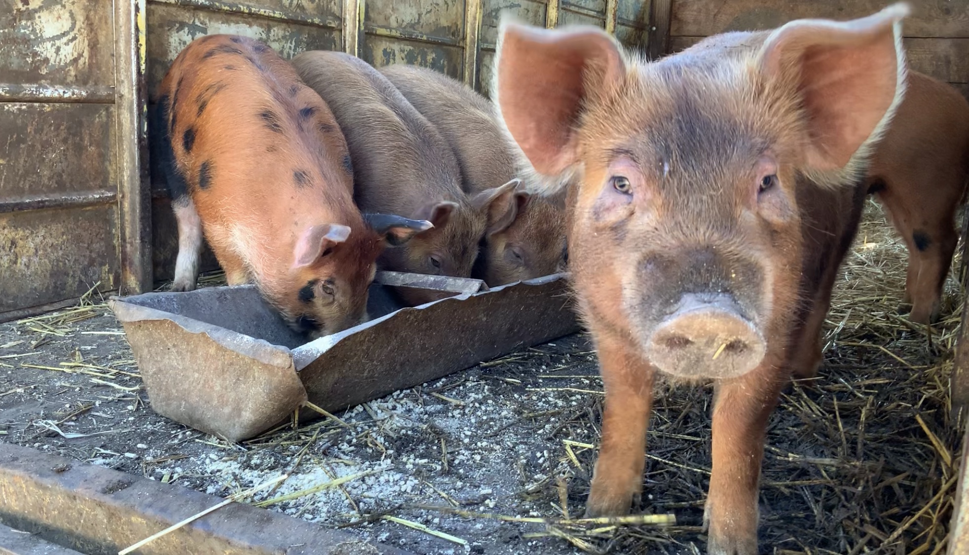 The Practical Pig - Hidden Villa