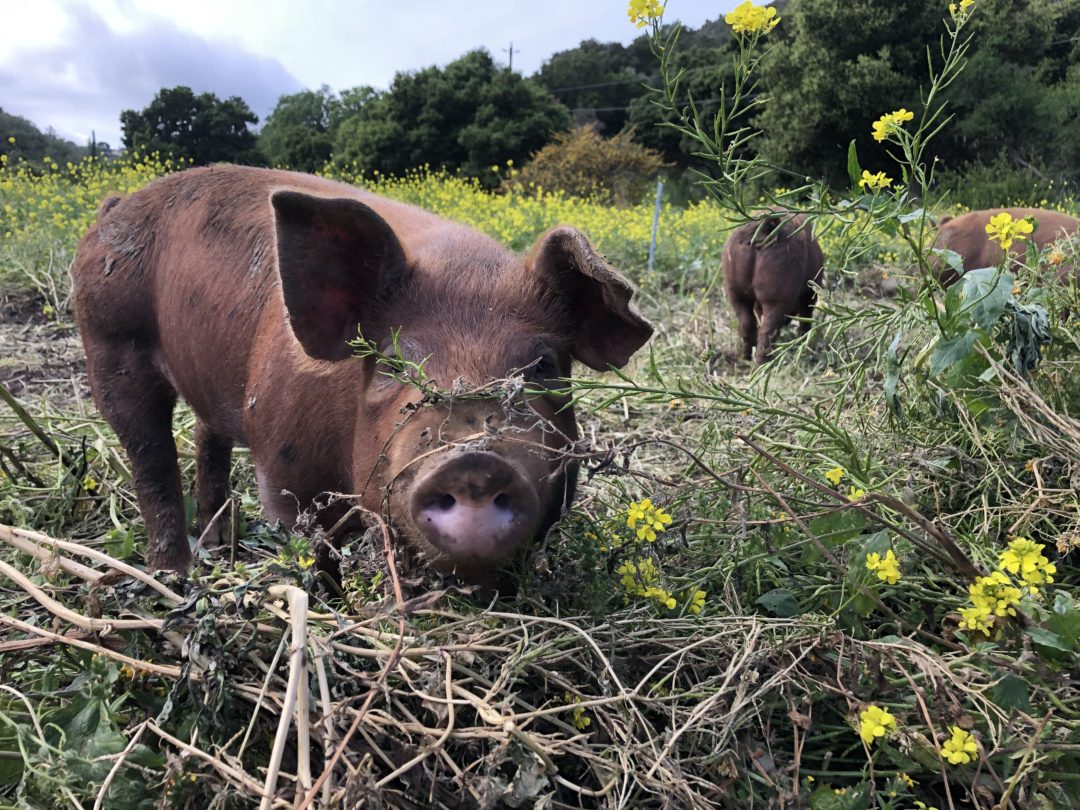 How Germs and Pigs Help Our Crops - Hidden Villa