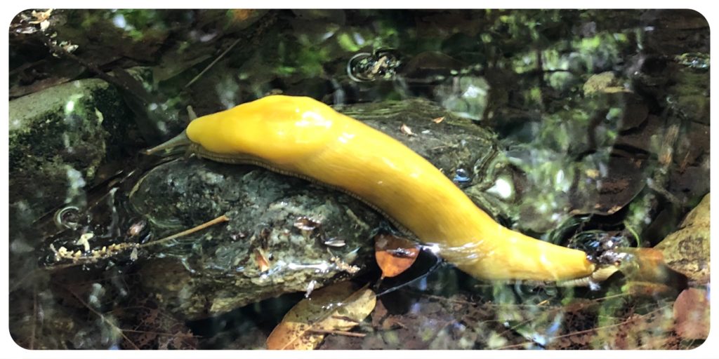 How Banana Slugs Work - Hidden Villa