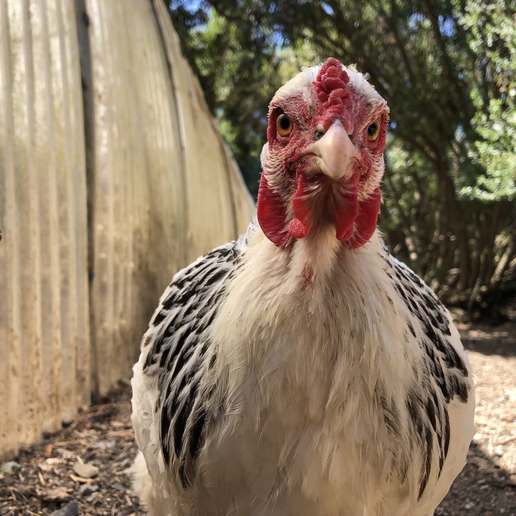Chatting About Chickens - Hidden Villa