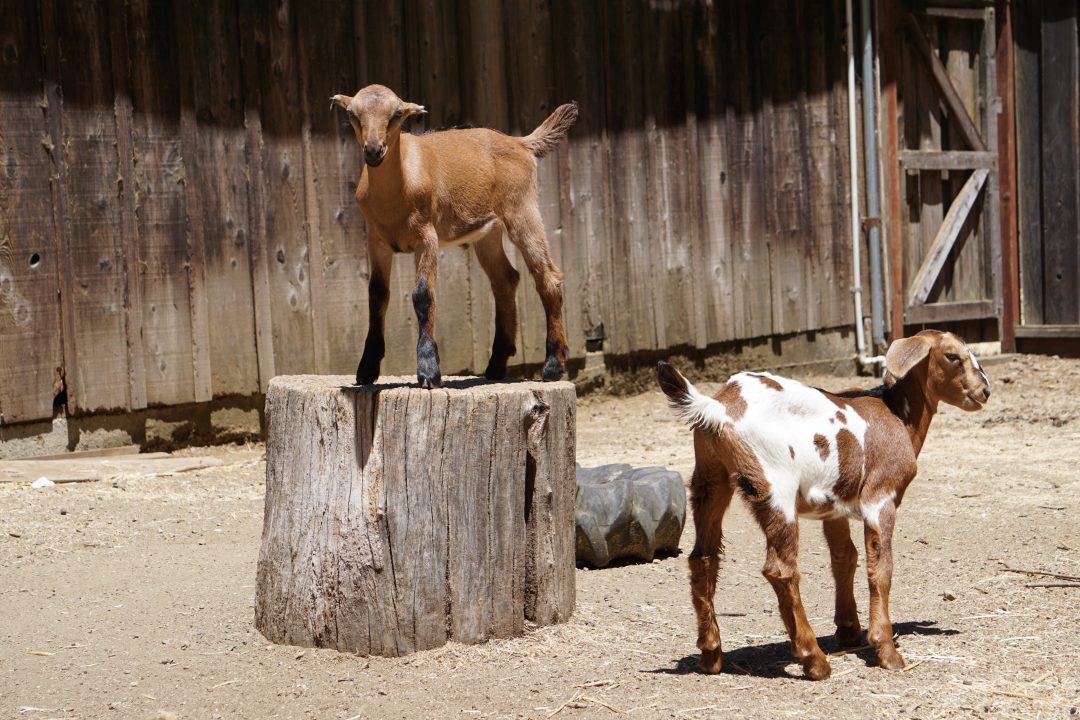 What Makes a Goat Go? - Hidden Villa