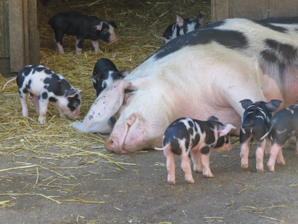 Problem Solving Pigs - Hidden Villa