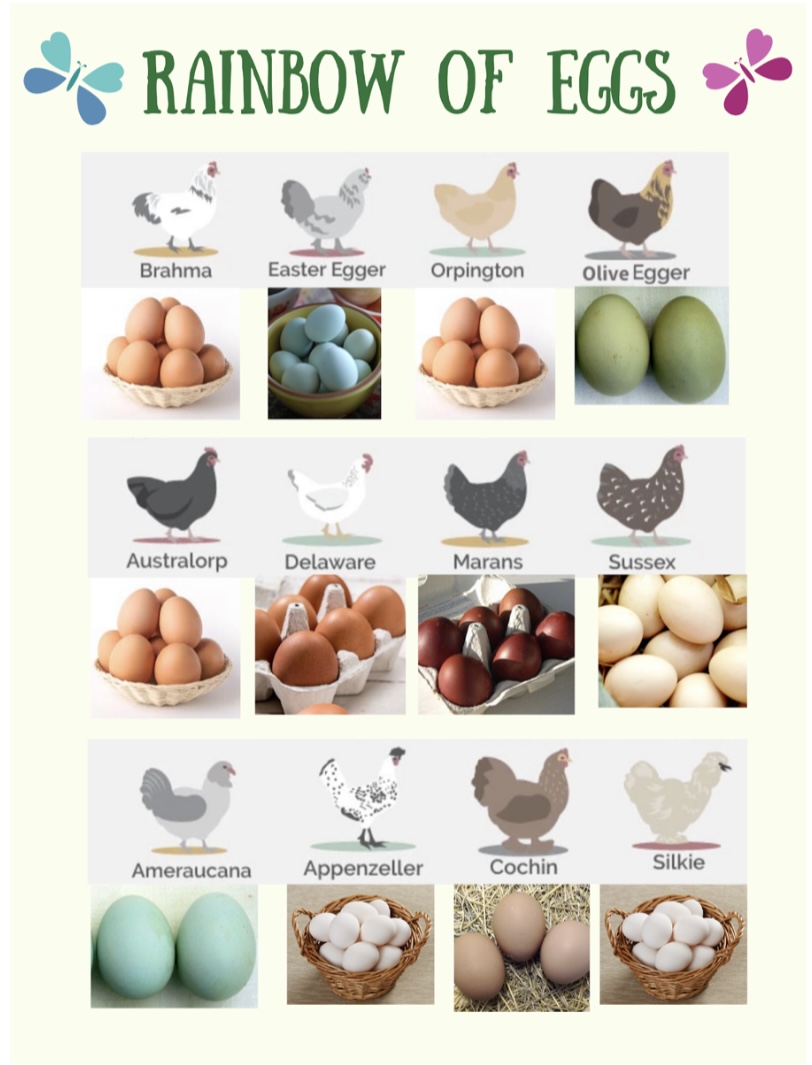 Which came first, the chicken or the egg? - Hidden Villa